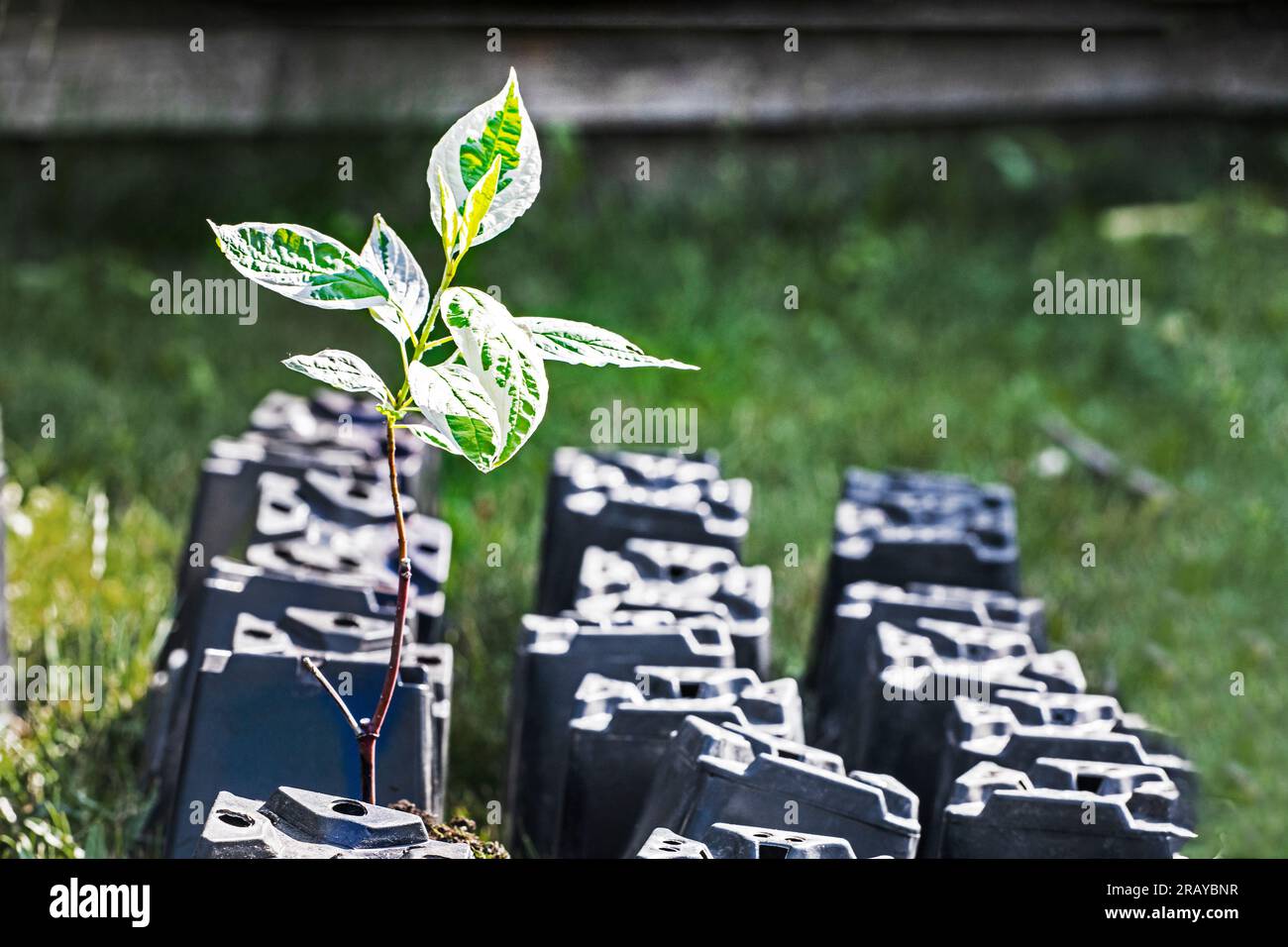 young sapling of derain white elegantissima among plastic containers. Earth Day. ecology Stock ...