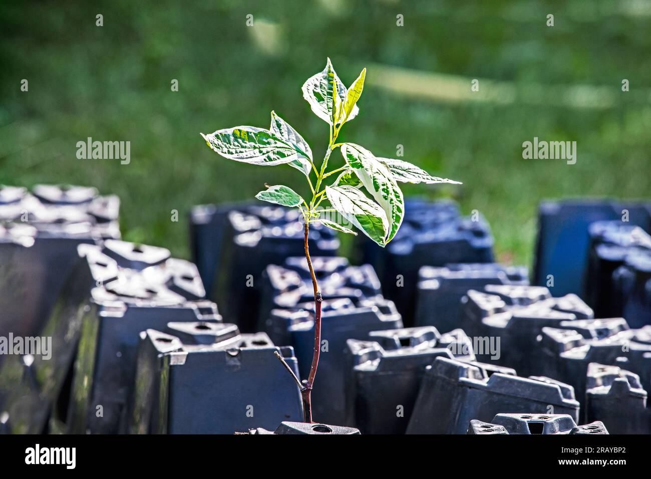 young sapling of derain white elegantissima among plastic containers. Earth Day Stock Photo - Alamy