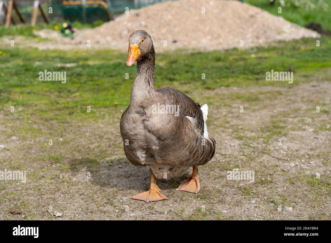 Domestic gray goose walking towards camera Stock Photo - Alamy