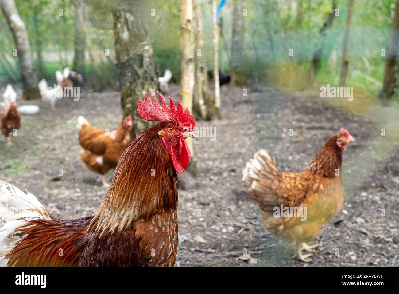 Close up of rooster behind metal fence in chicken enclosure Stock Photo ...