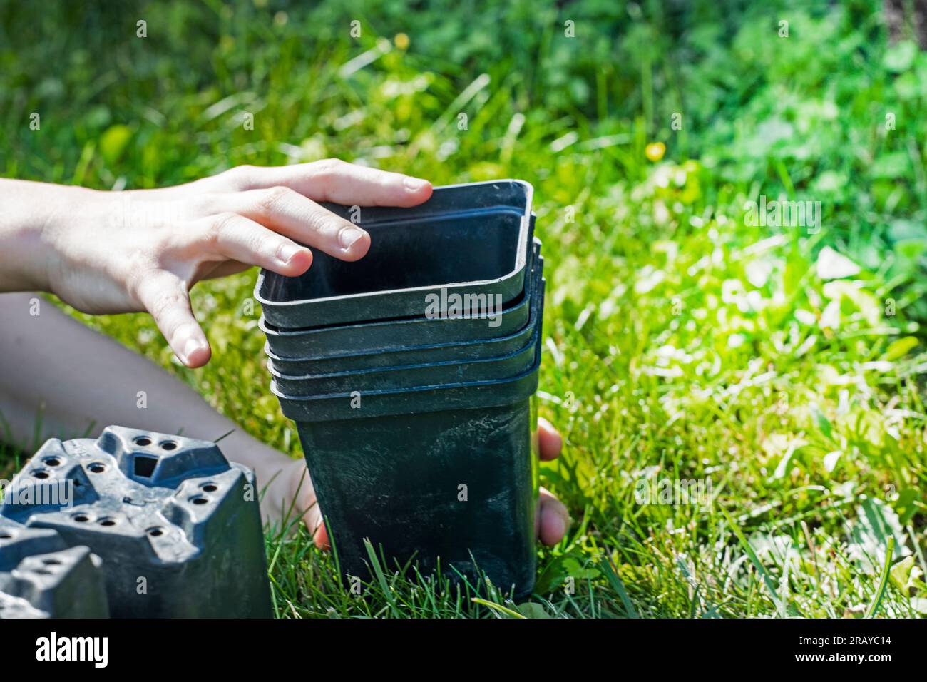 girl's hands stack empty plastic containers for flowers, after planting ...