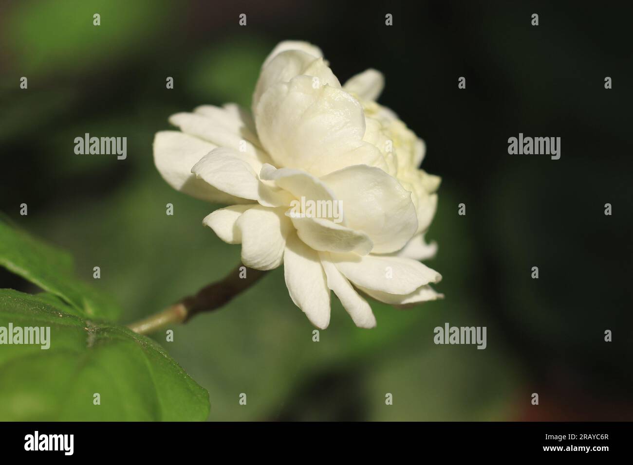 The Grand Duke of Tuscany fragrant jasmine flower Stock Photo - Alamy
