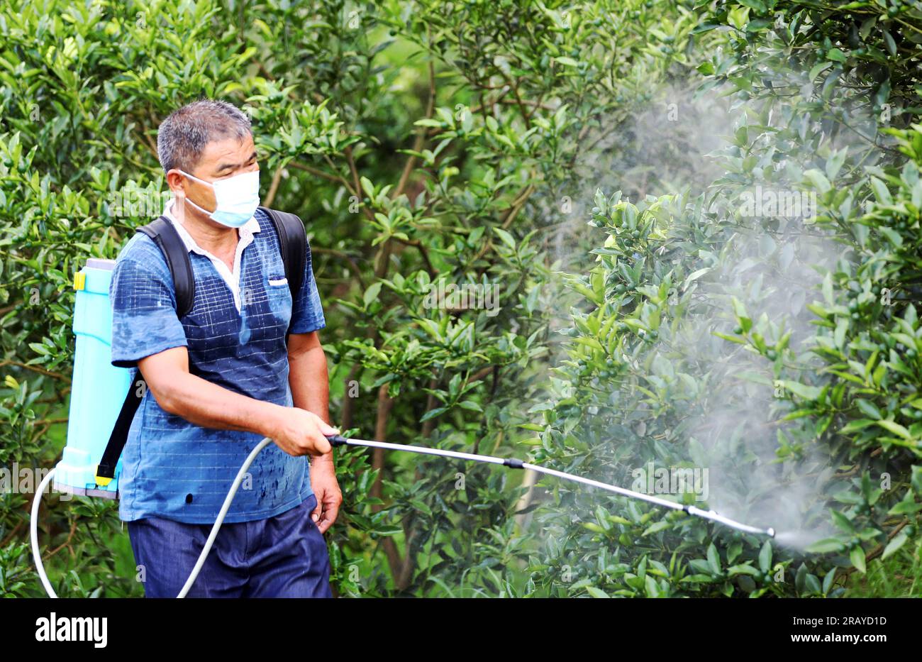 Liuzhou plant hi-res stock photography and images - Alamy