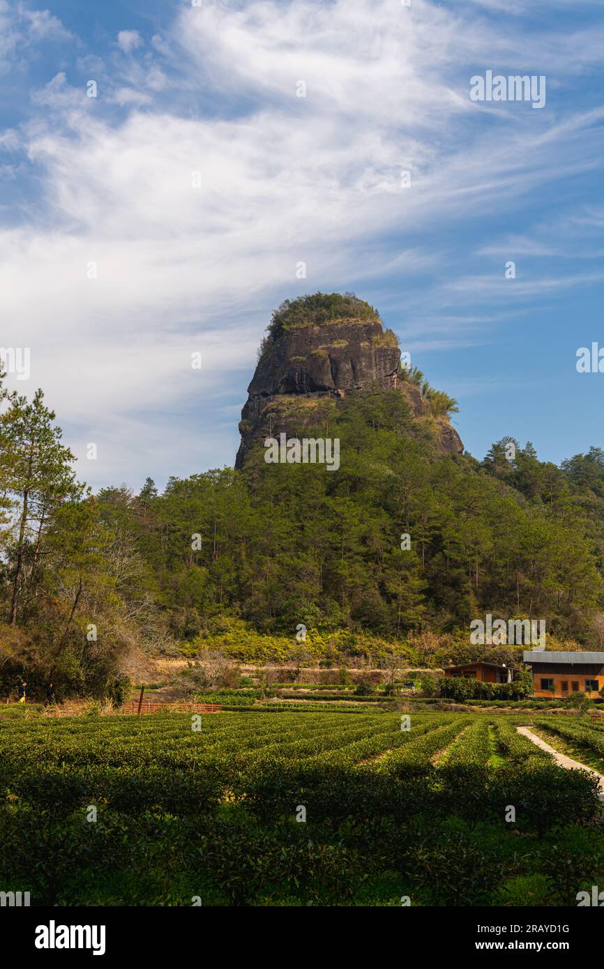Rocky cliffs rising above the dahongpao cha, big red robe tea, area of ...