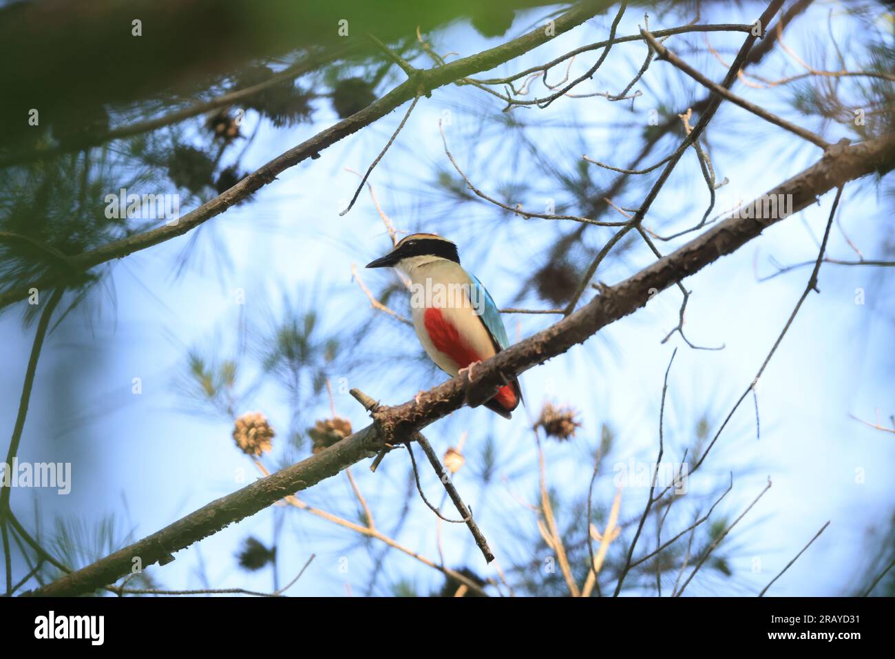 The fairy pitta (Pitta nympha) is a small and brightly colored species ...