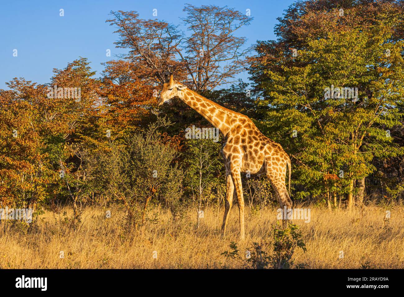 Giraffe stands by bushes in sunshine Stock Photo - Alamy
