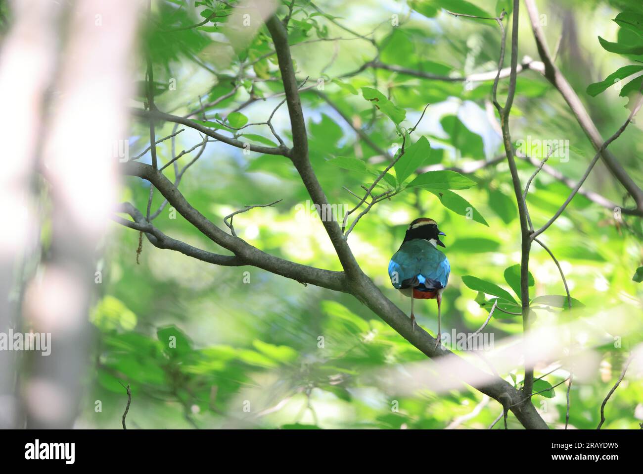 The fairy pitta (Pitta nympha) is a small and brightly colored species ...