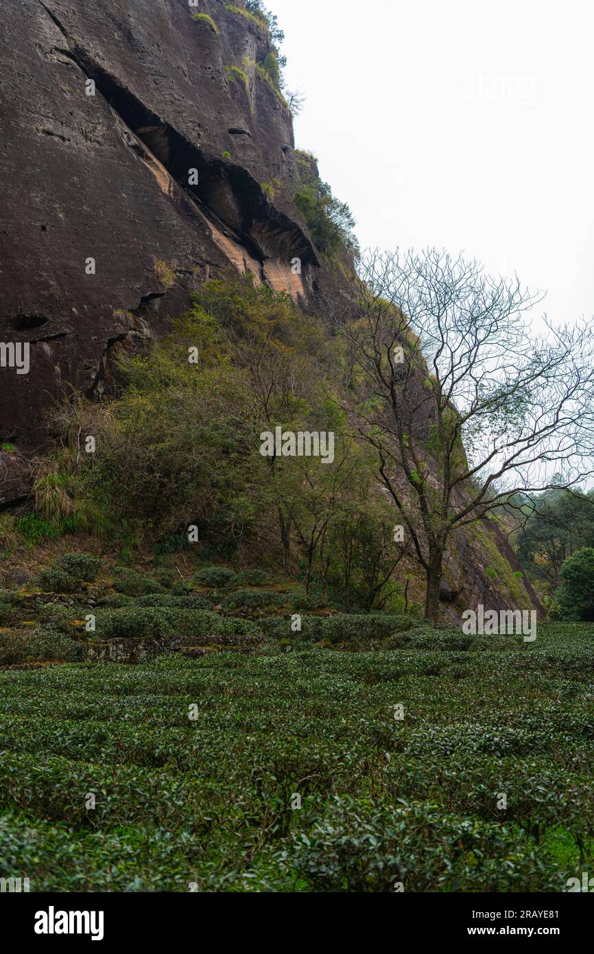 Close up on tea leaves at Da Hong Pao Cha or big red robe tea fields in ...