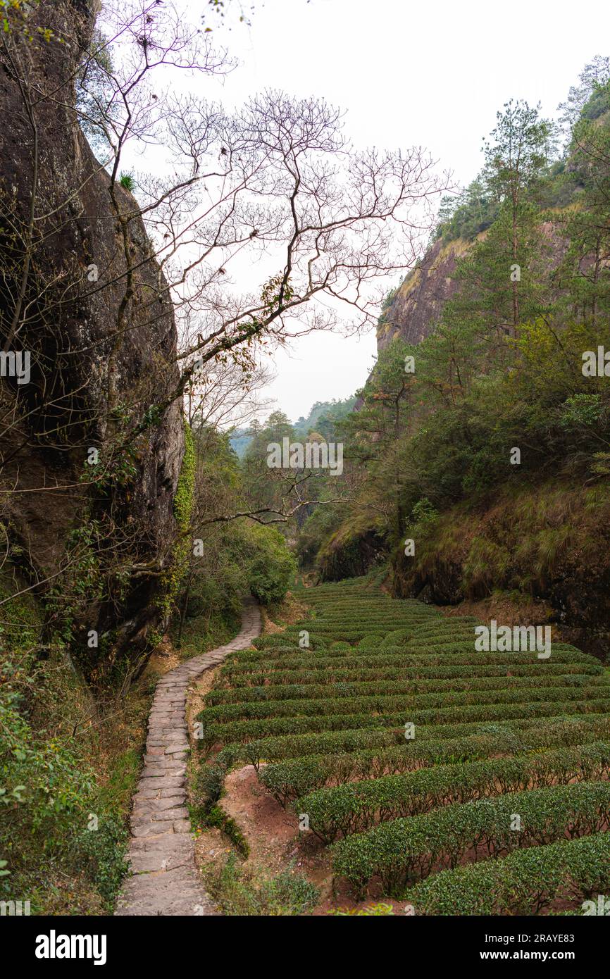 Landscape of the tea plantations in Wuyishan Mountain, Fujian, China ...