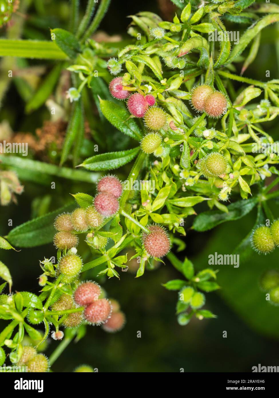 Seed stick fur hi-res stock photography and images - Alamy