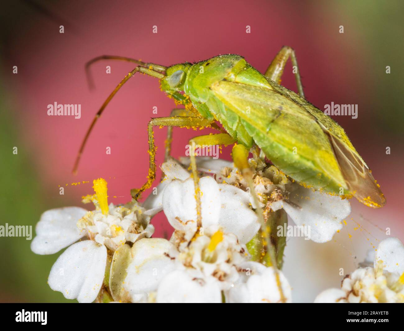Potato bug hi-res stock photography and images - Alamy