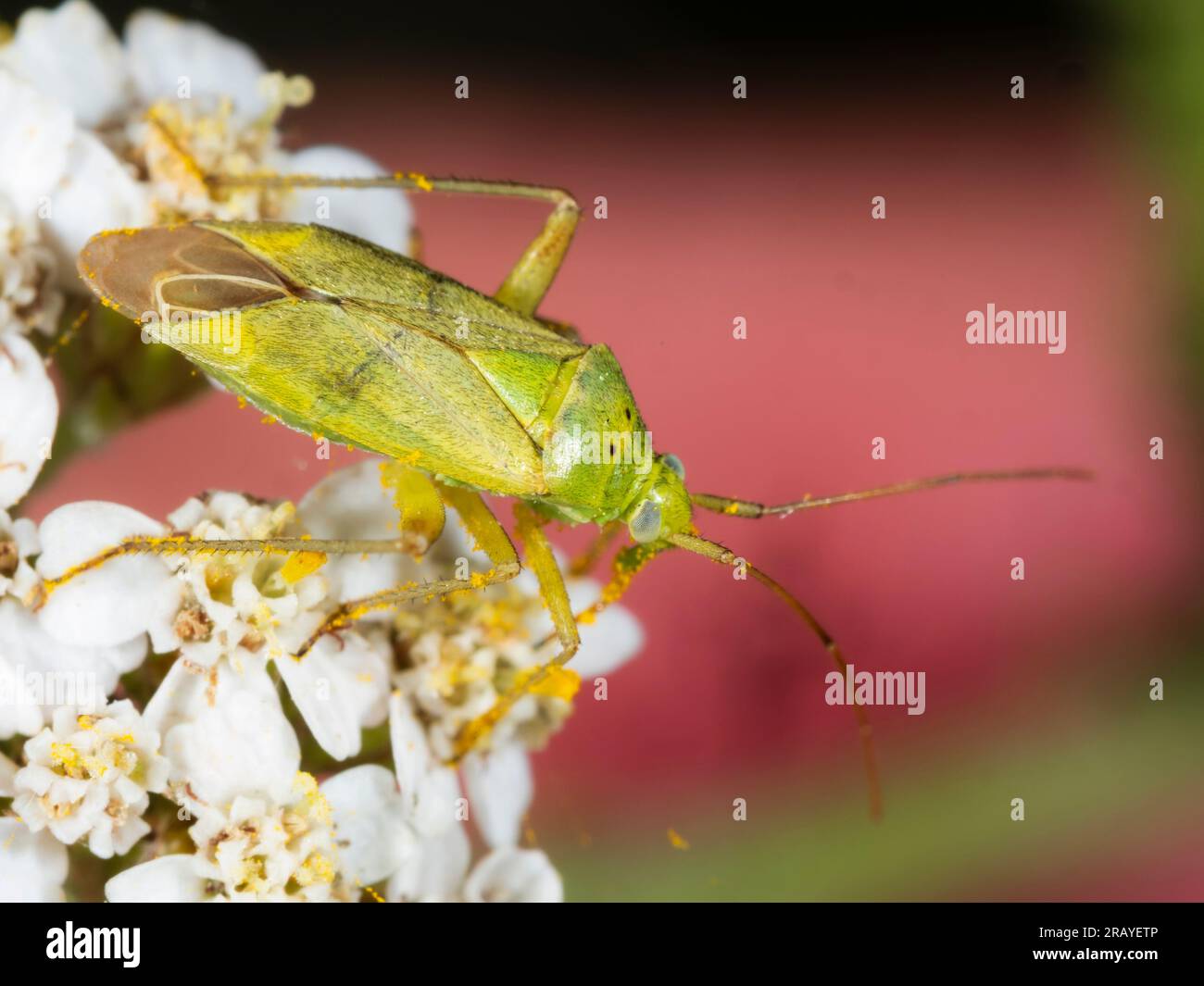 Potato bug hi-res stock photography and images - Alamy