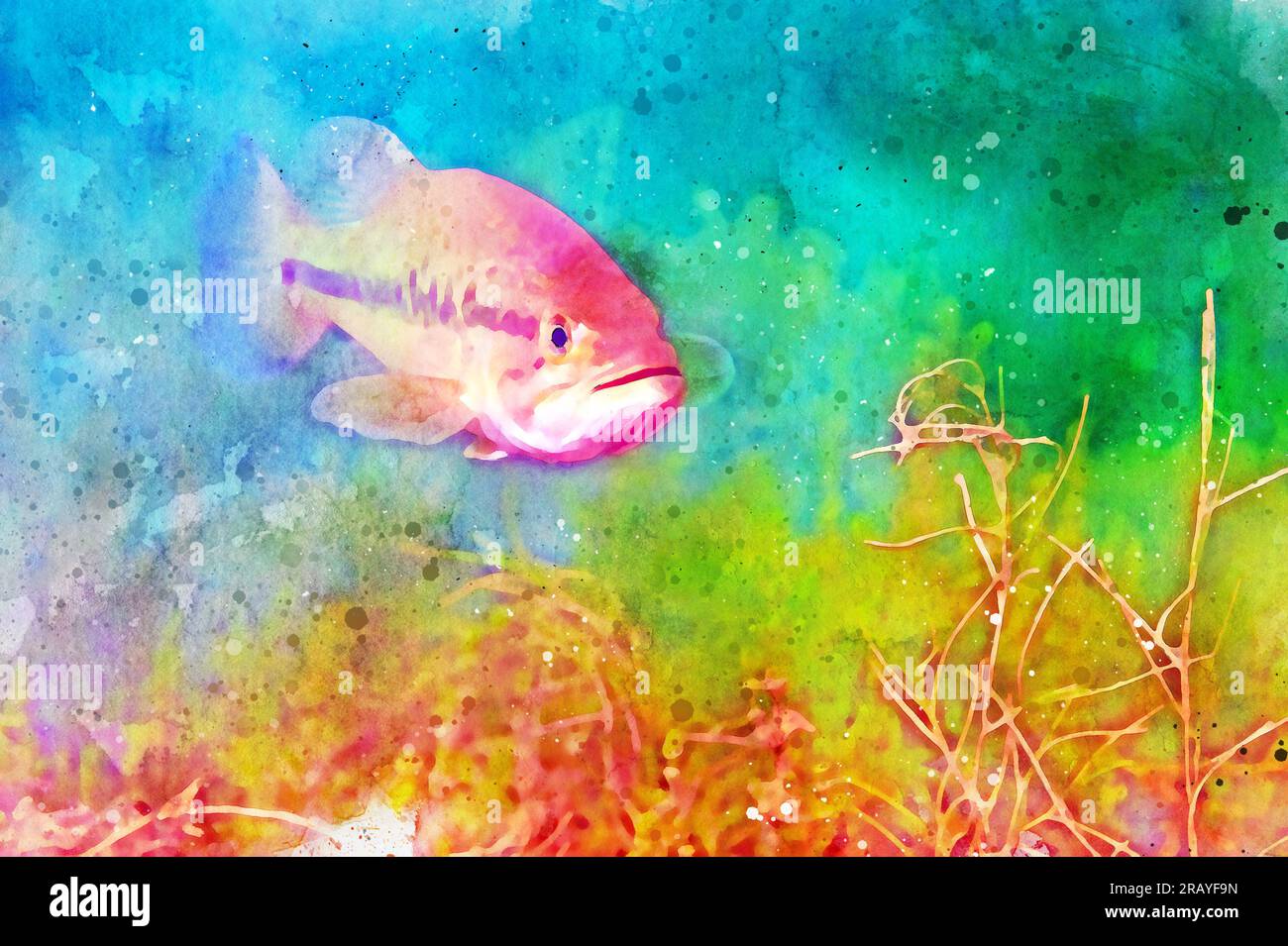 Digitally created watercolor painting of a largemouth bass swimming in ...