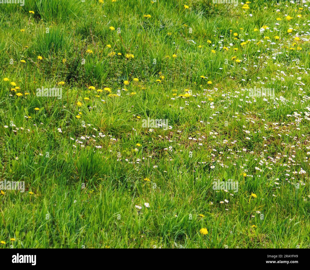 Meadow backdrop hi-res stock photography and images - Alamy