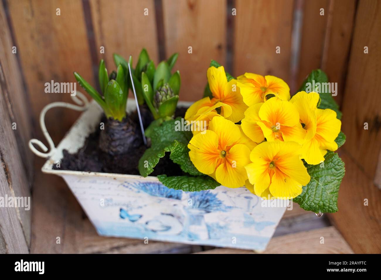Spring container primrose hi-res stock photography and images - Alamy