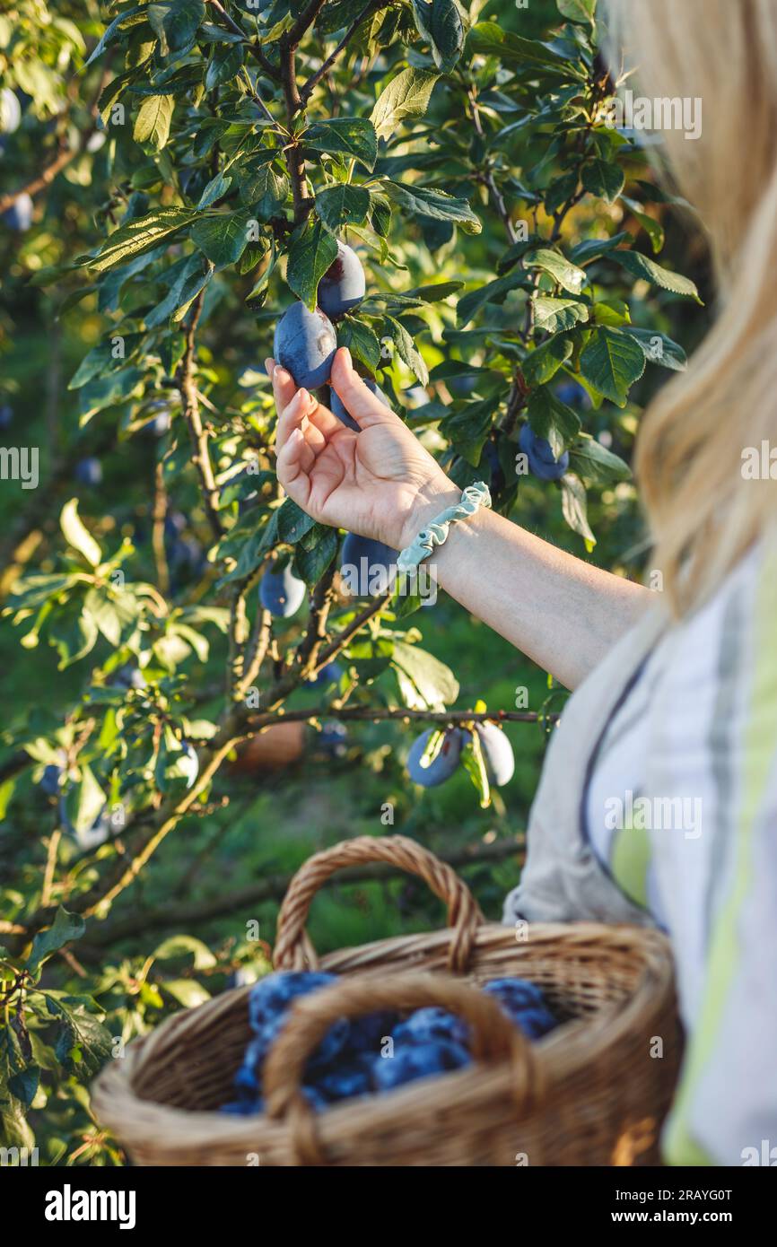 Plum harvest. Woman farmer picking plums from fruit tree in organic ...