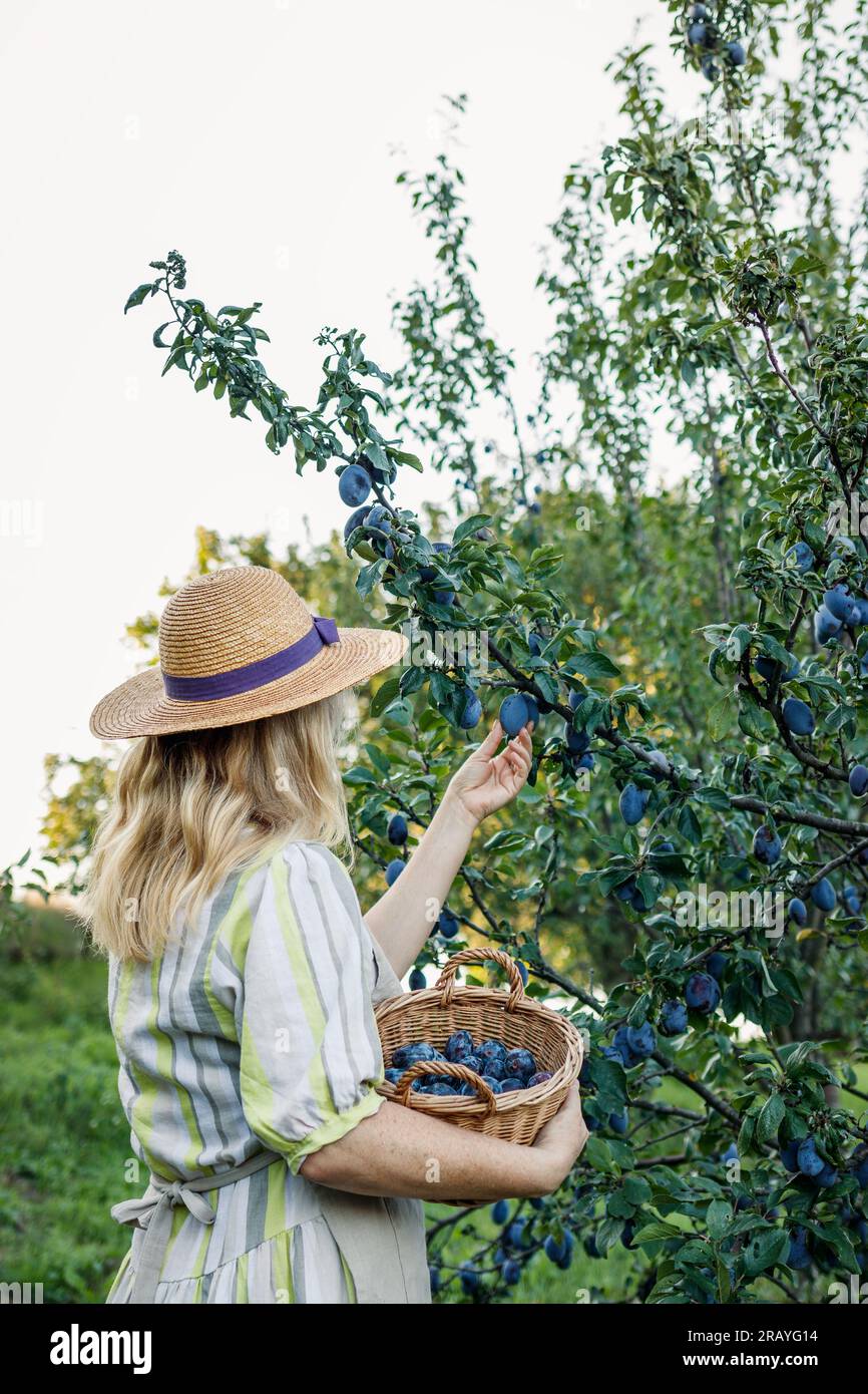 Person picking plums hi-res stock photography and images - Alamy
