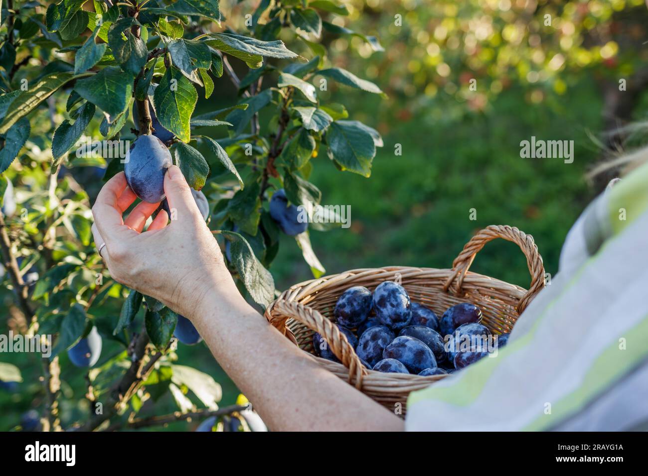 Harvesting fruit hi-res stock photography and images - Alamy
