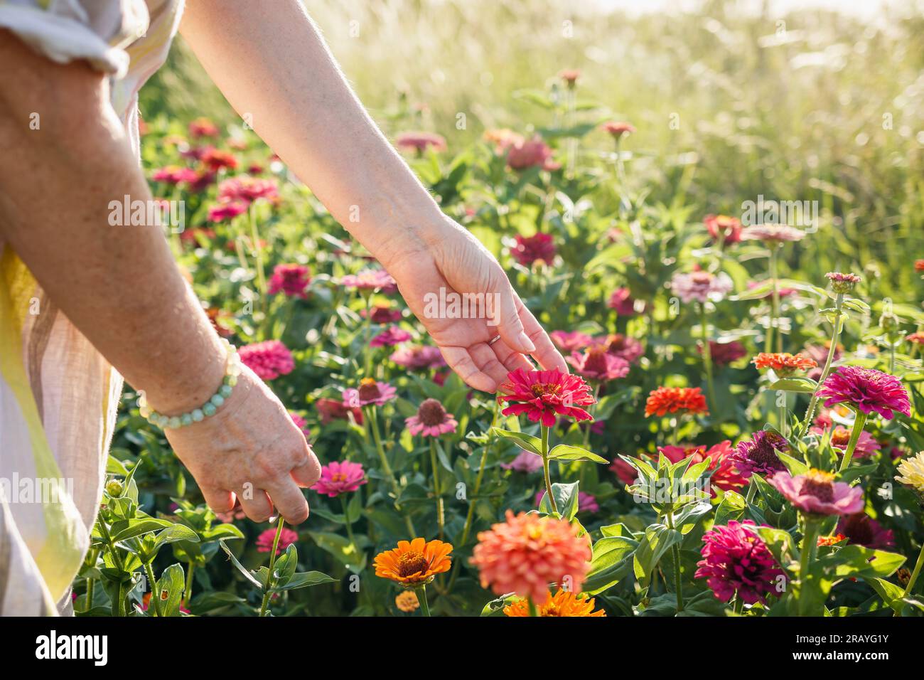 Woman hand touching flowers hi-res stock photography and images - Alamy
