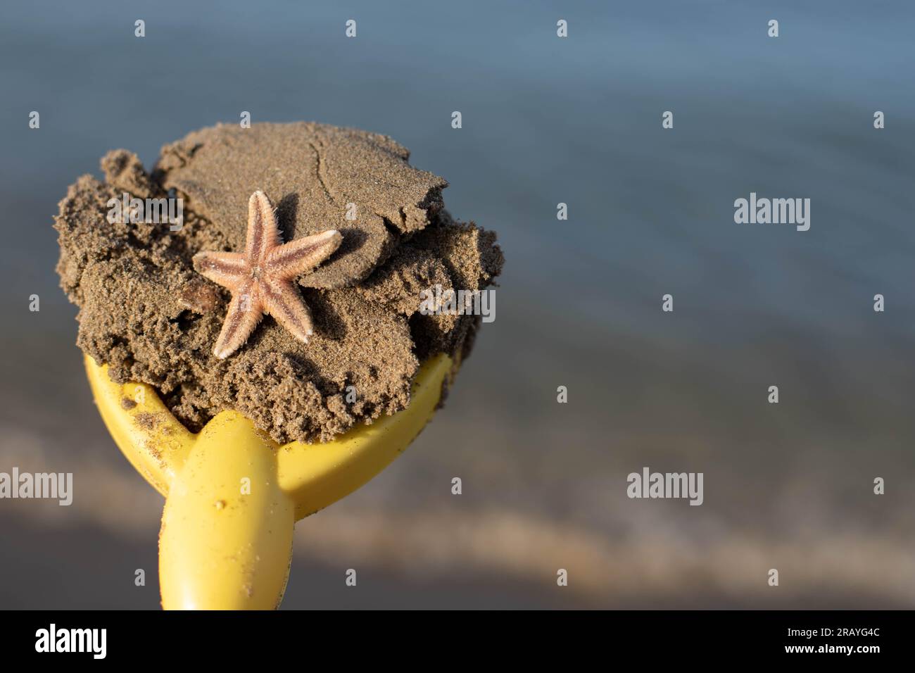 small starfish lying on the beach Stock Photo - Alamy