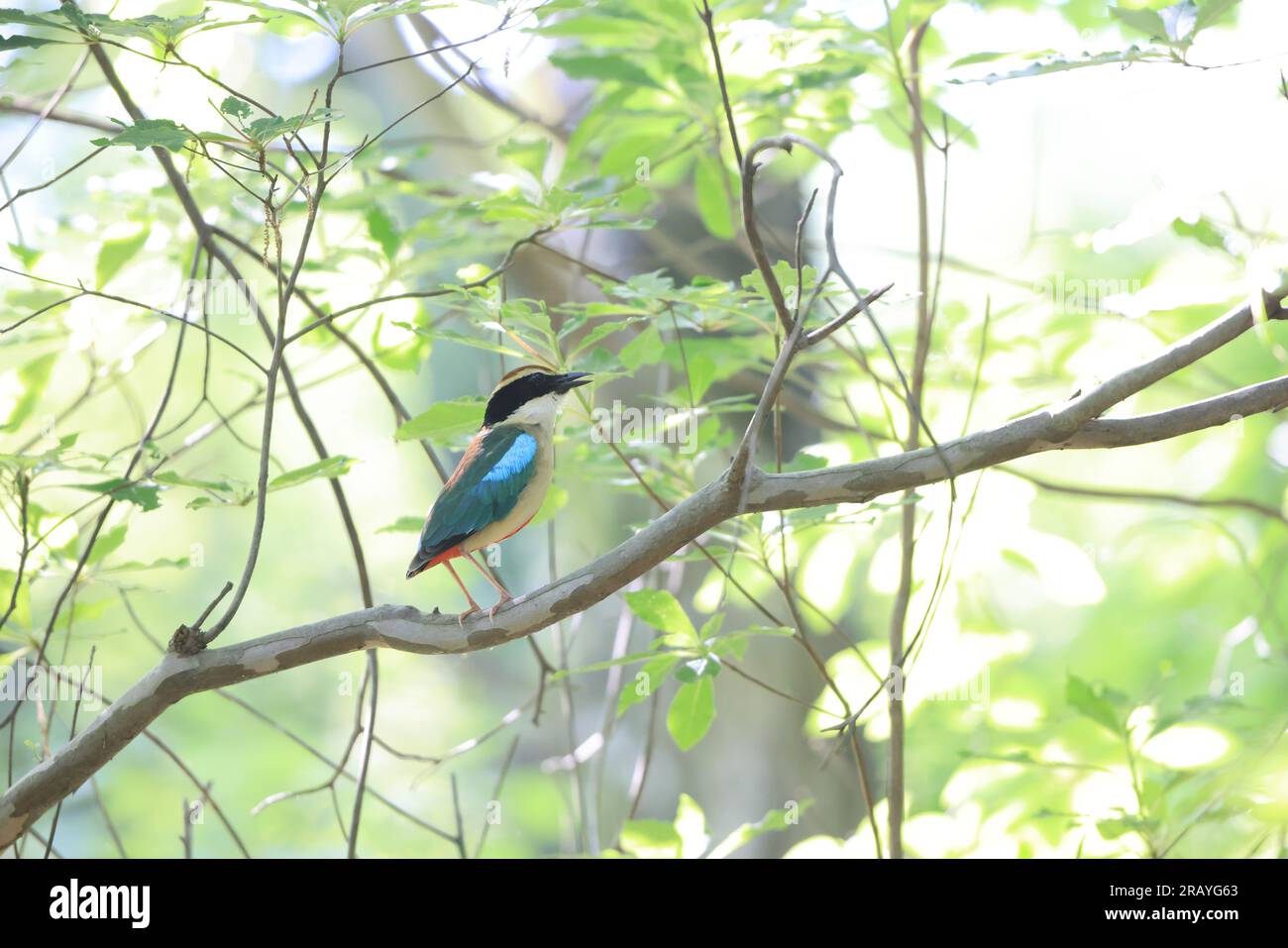 The fairy pitta (Pitta nympha) is a small and brightly colored species ...