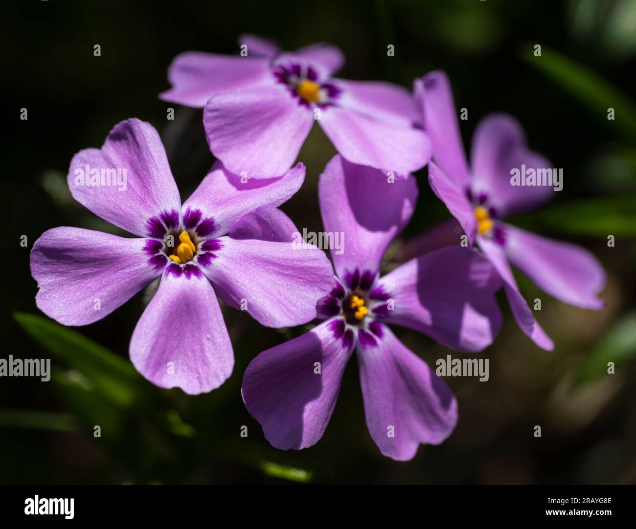 Purple moss phlox flowers blooming in late spring in northern Minnesota ...