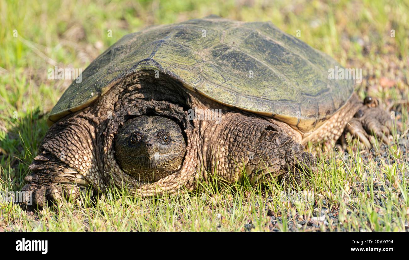 A common snapping turtle (Chelydra serpentina) near a road in northwest ...