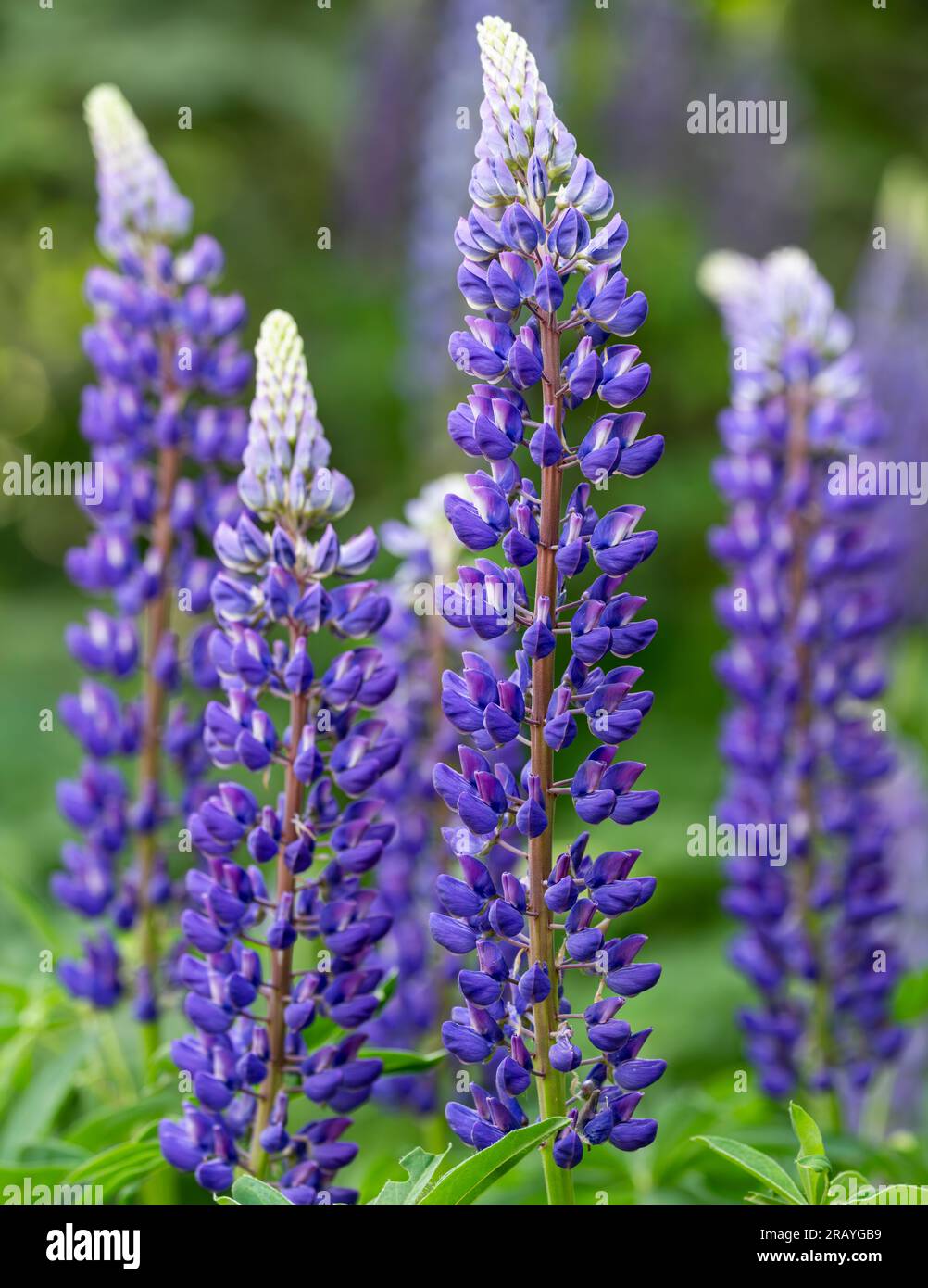 Purple and blue lupine flowers in northern Minnesota Stock Photo - Alamy