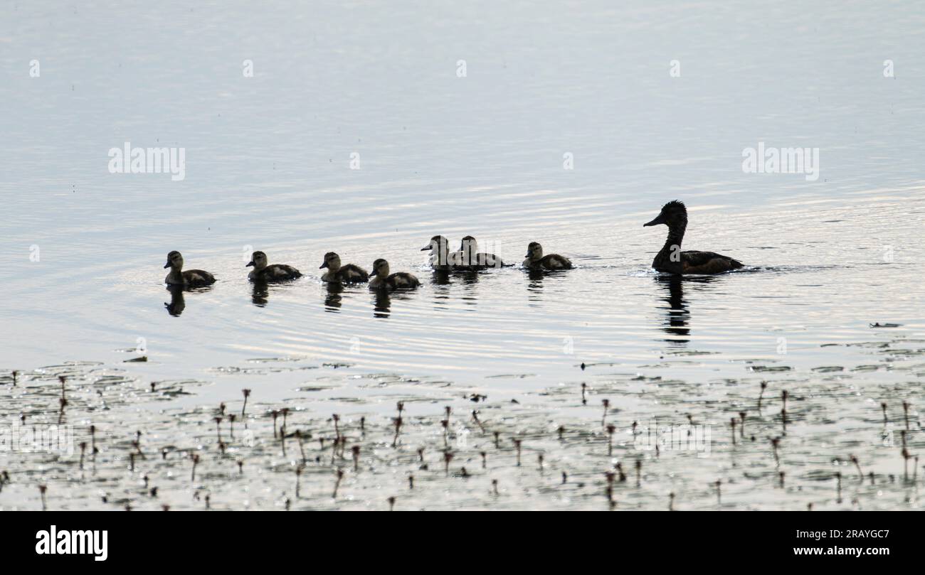 A female ring-necked duck swims with eight ducklings in a pond at Crex ...