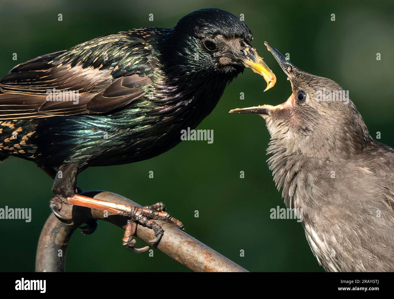 Fedding the young bird hi-res stock photography and images - Alamy
