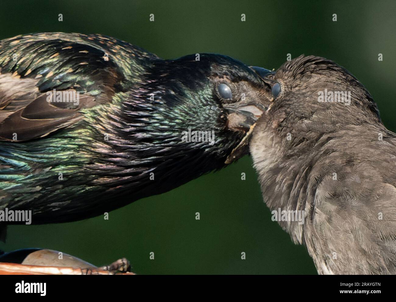 Adult bird feeds the young Stock Photo - Alamy