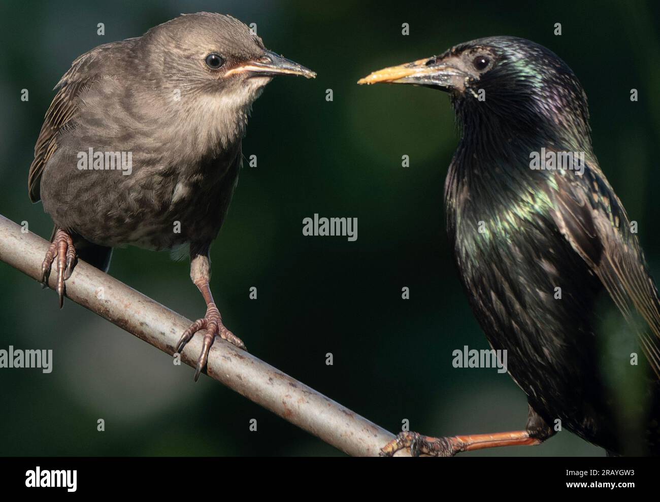 Gown the hatch hi-res stock photography and images - Alamy