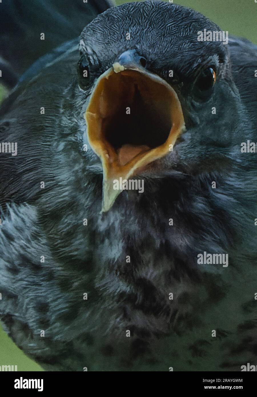 A young Northern Mockingbird cries out Stock Photo - Alamy