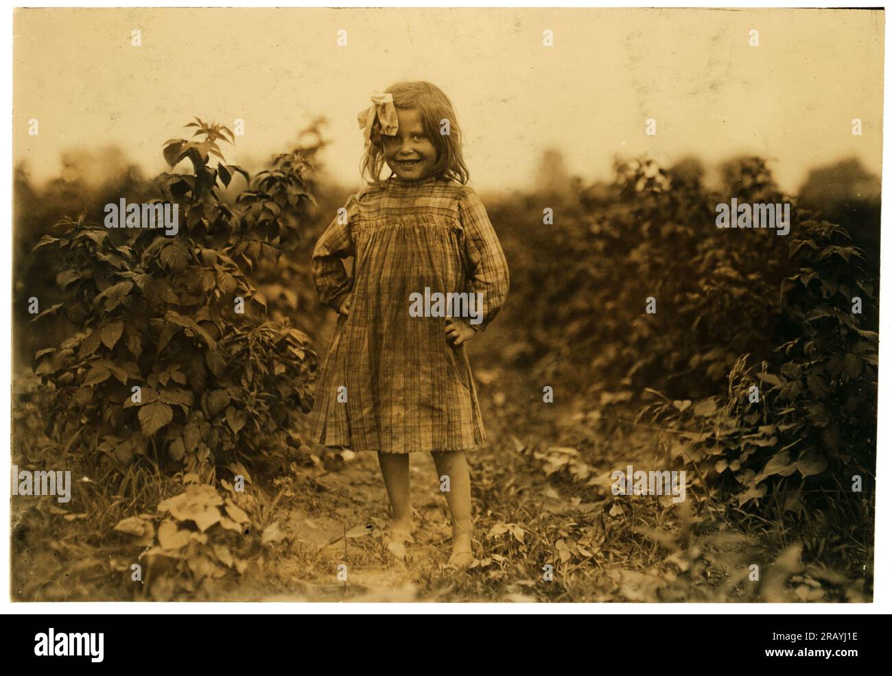 Laura Petty, a 6 Year Old Berry Picker on Jenkins Farm, Rock Creek ...
