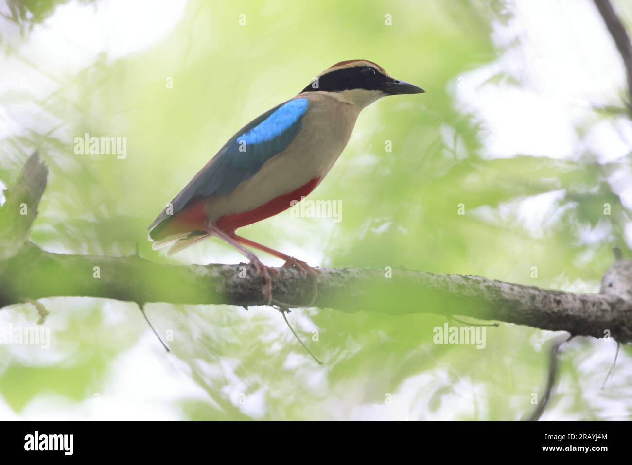 The fairy pitta (Pitta nympha) is a small and brightly colored species ...