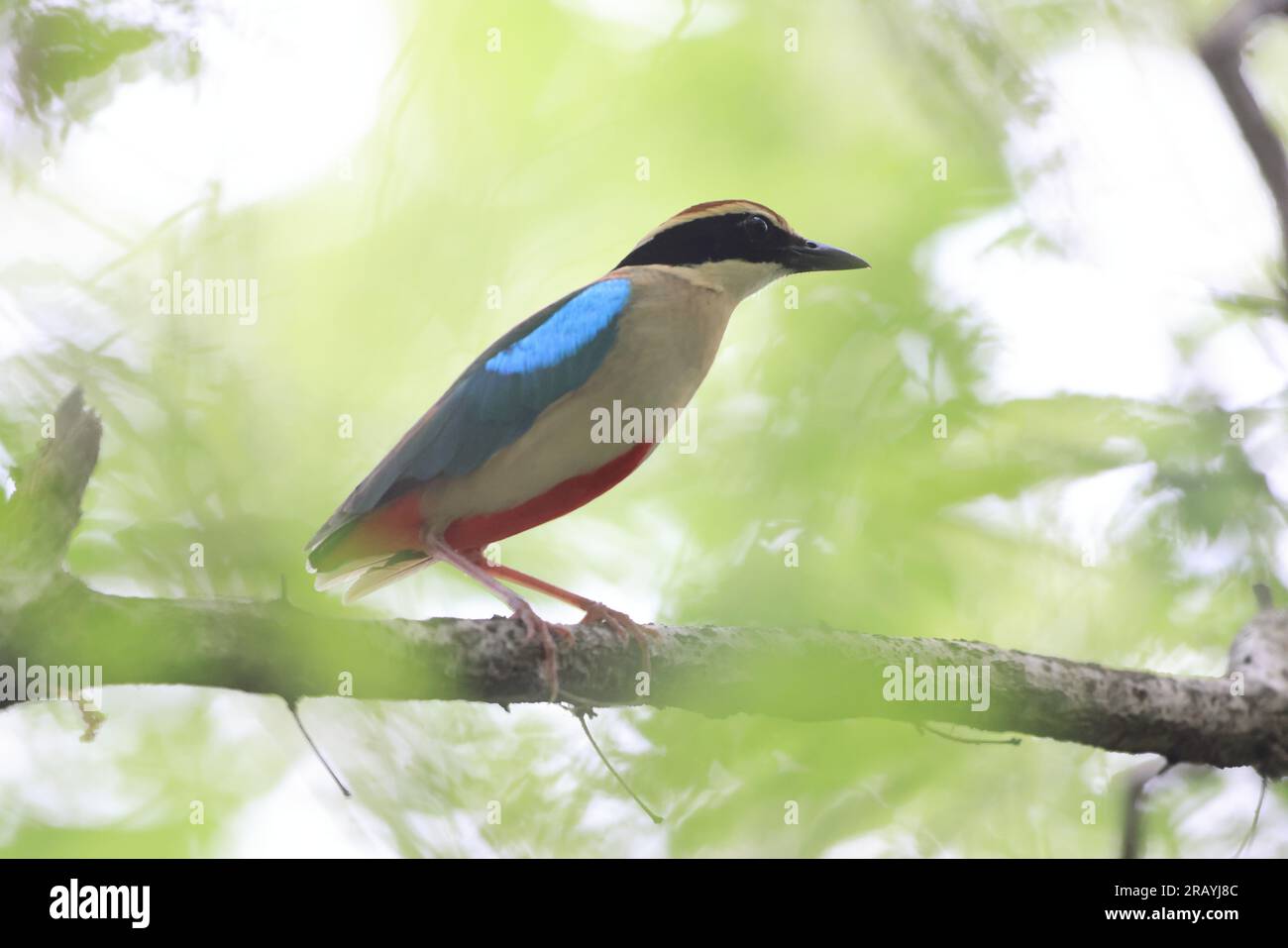 The fairy pitta (Pitta nympha) is a small and brightly colored species ...