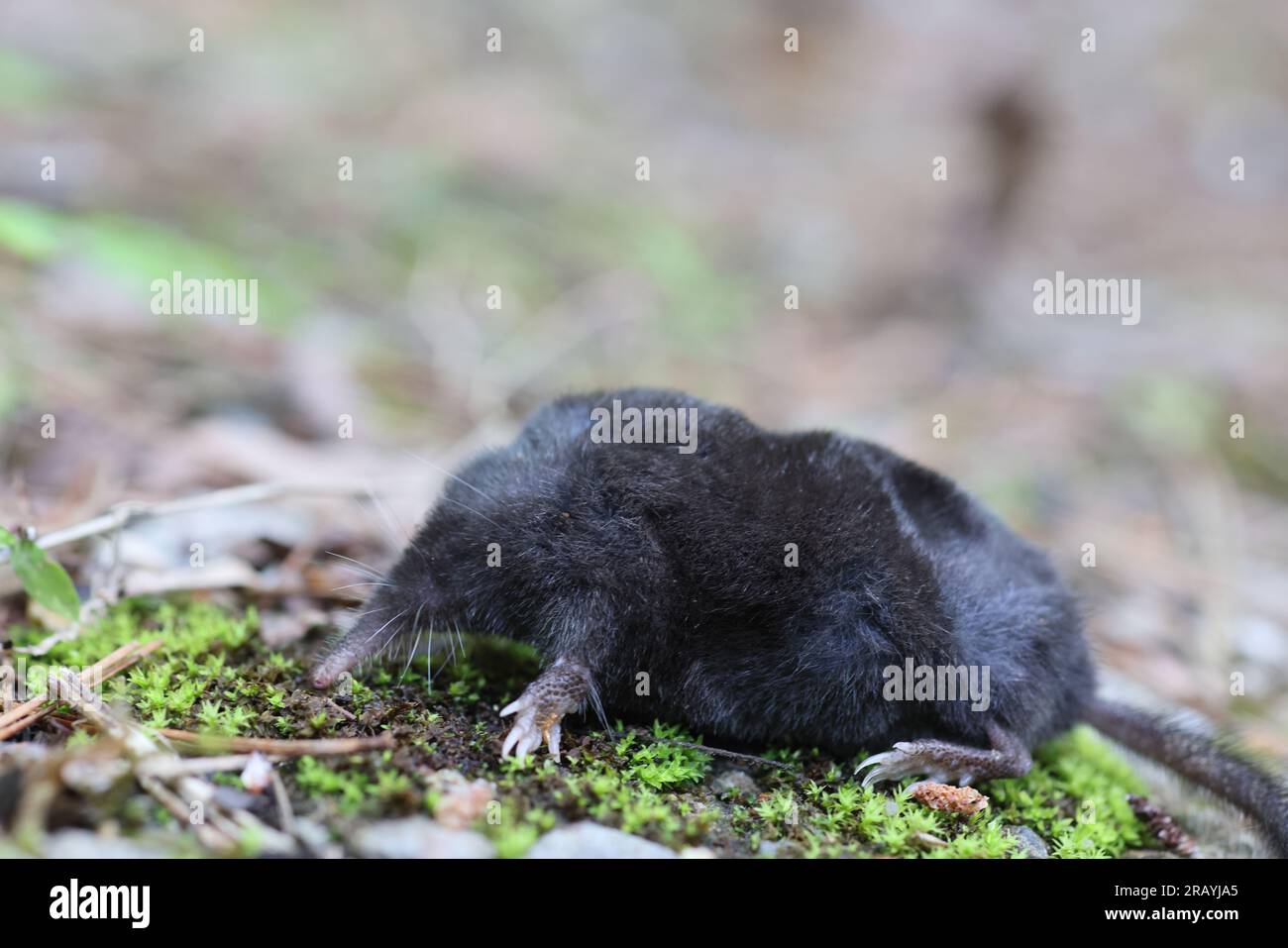 Japanese shrew-mole (Urotrichus talpoides) in Japan Stock Photo - Alamy