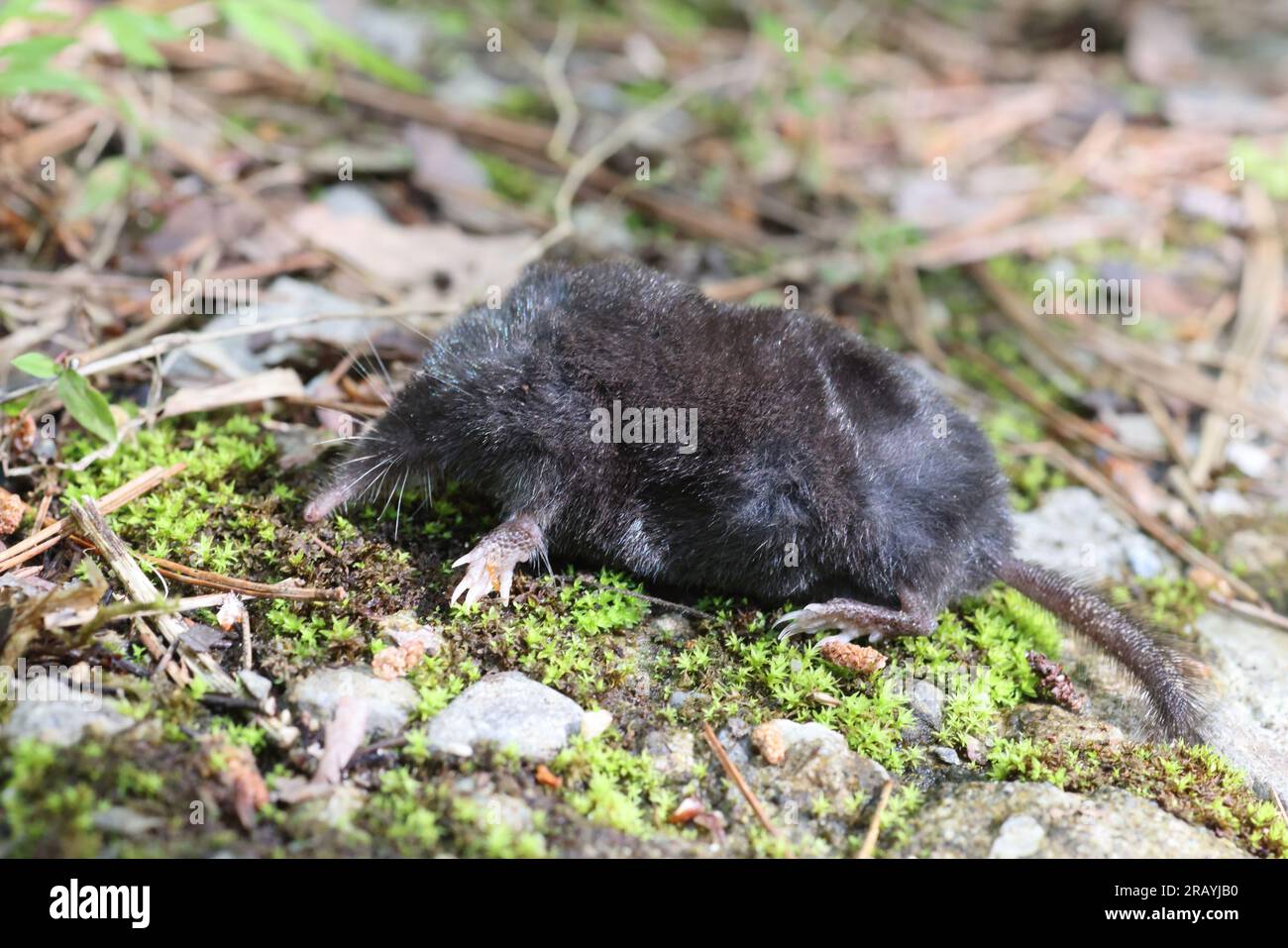 Japanese shrew-mole (Urotrichus talpoides) in Japan Stock Photo - Alamy