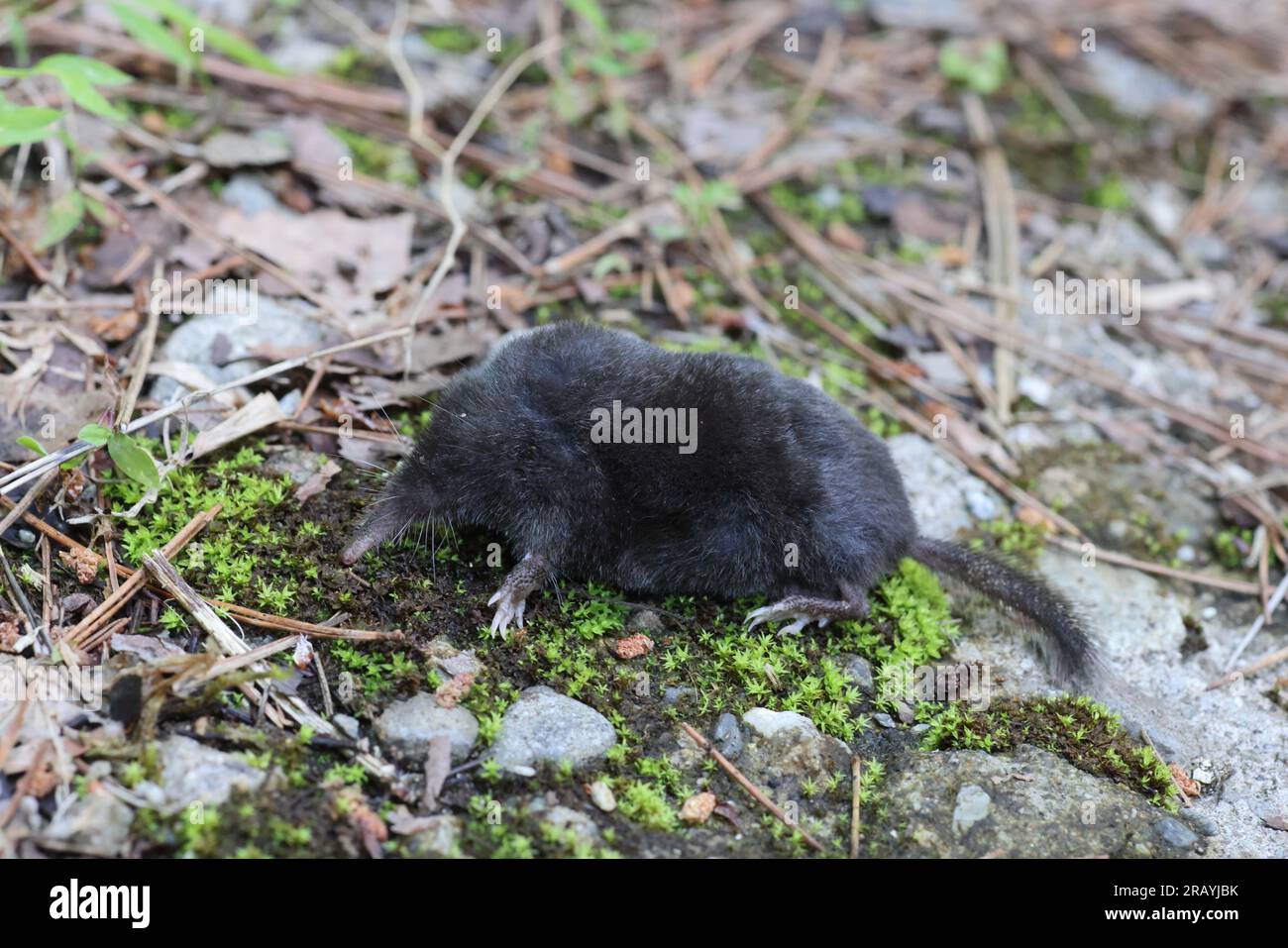 Neurotrichus Gibbsii Skull