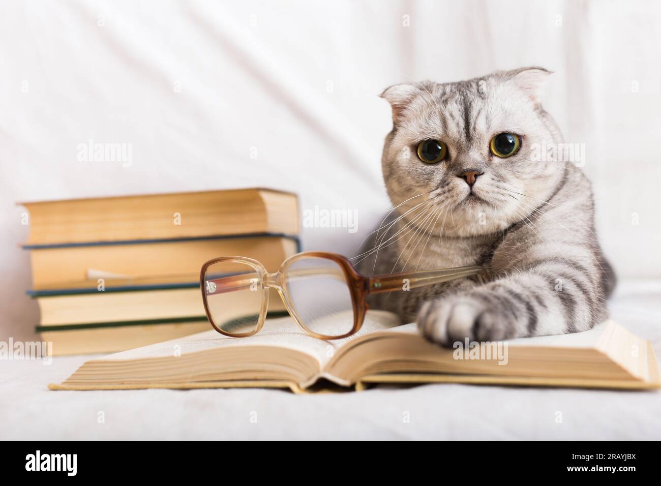 Stack of books and tabby cat hi-res stock photography and images - Alamy