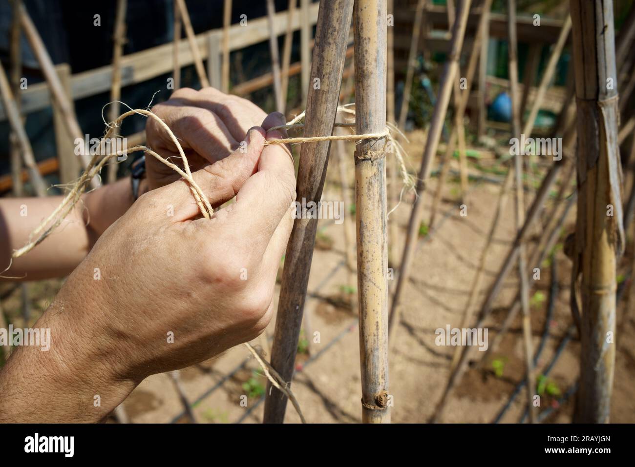 Farmer tying canes for tomato cultivation in Spain Stock Photo - Alamy