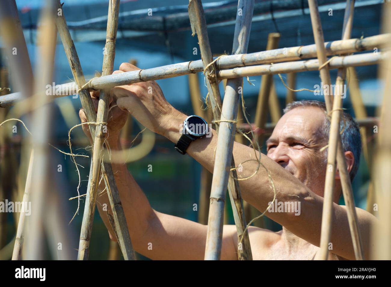 Farmer tying canes for tomato cultivation in Spain Stock Photo - Alamy
