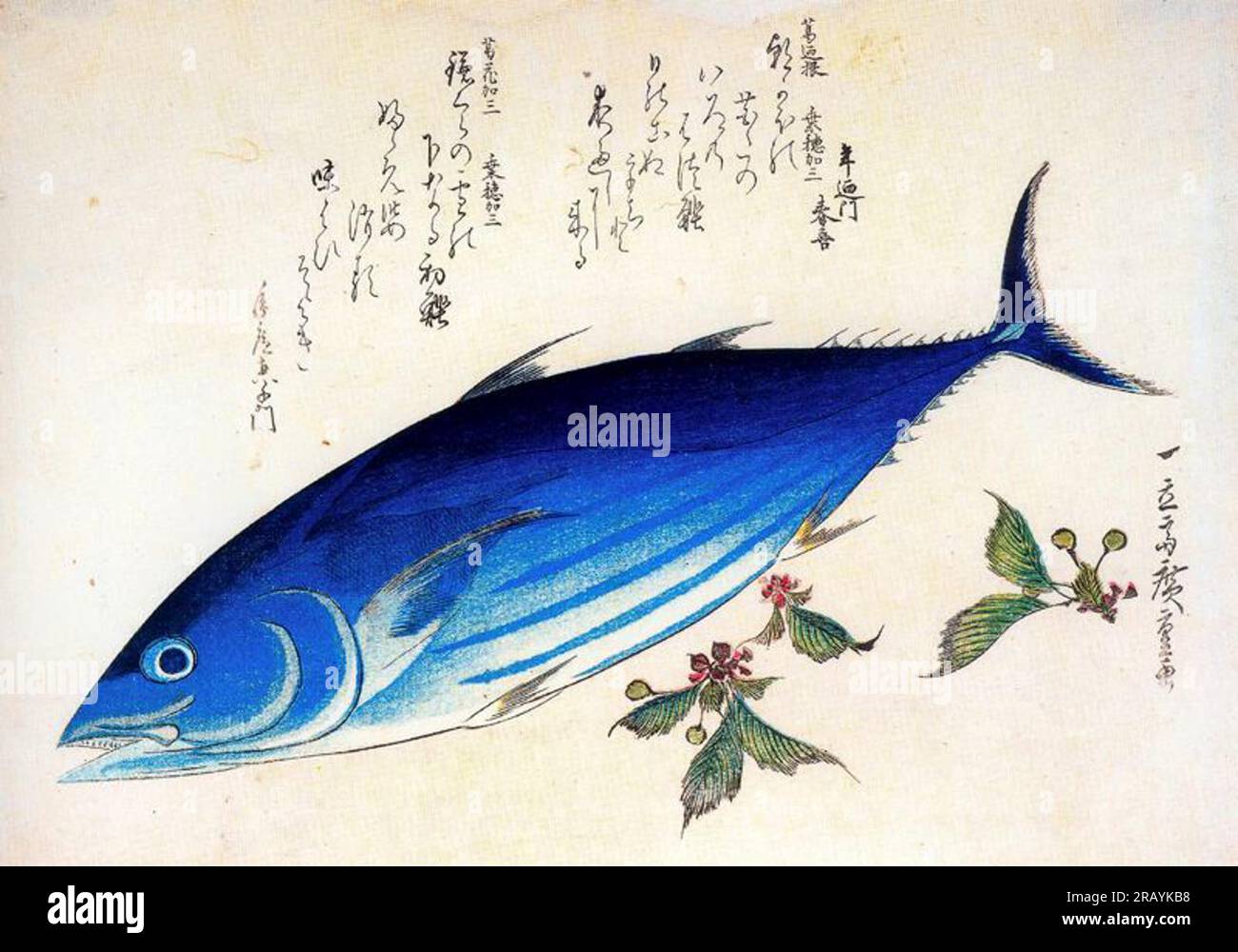 Katsuwonus pelamis by Hiroshige Stock Photo - Alamy