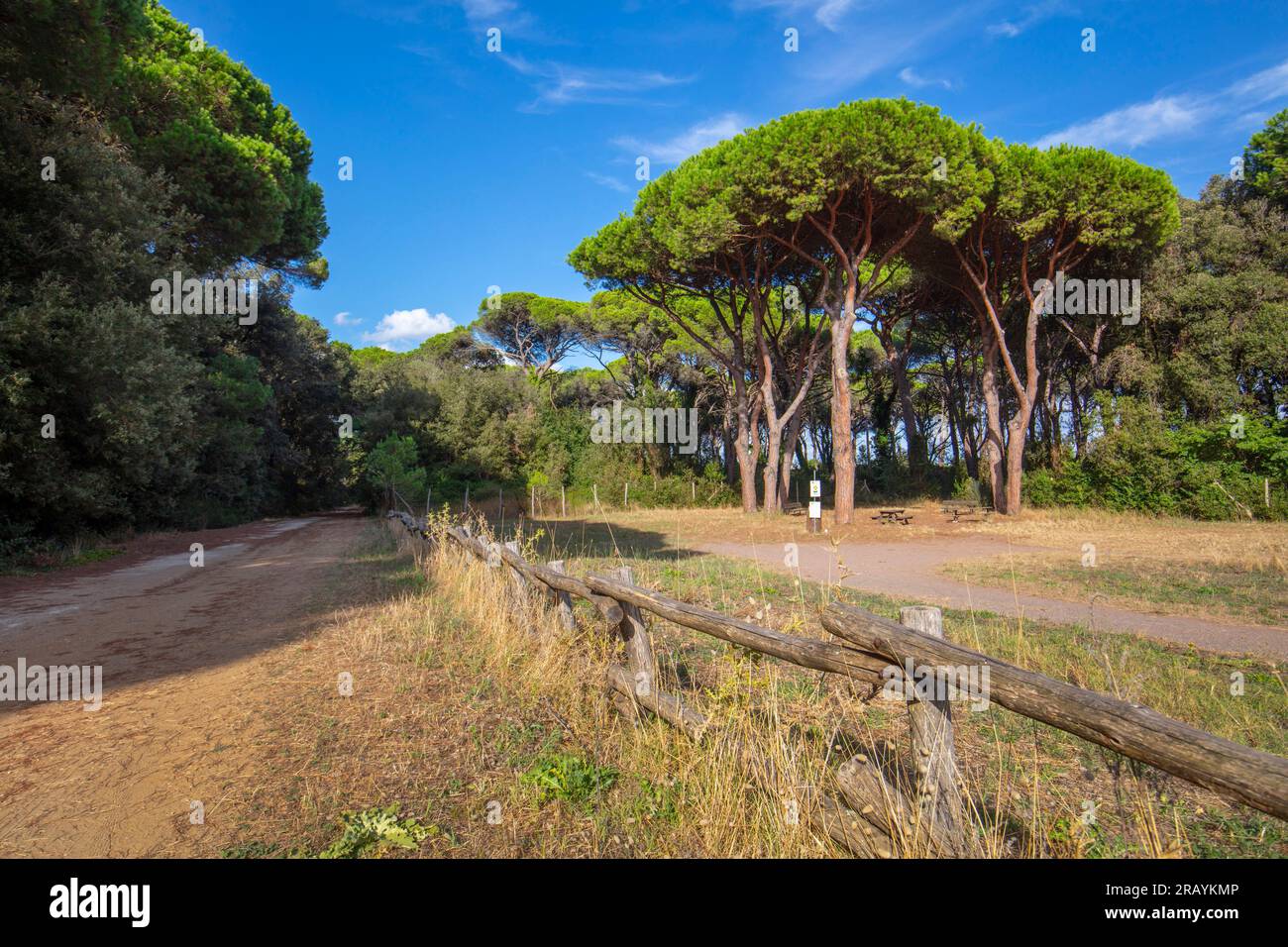 Pine forest of Castel Fusano, Lido di Ostia, Rome, Lazio, Italy Stock ...
