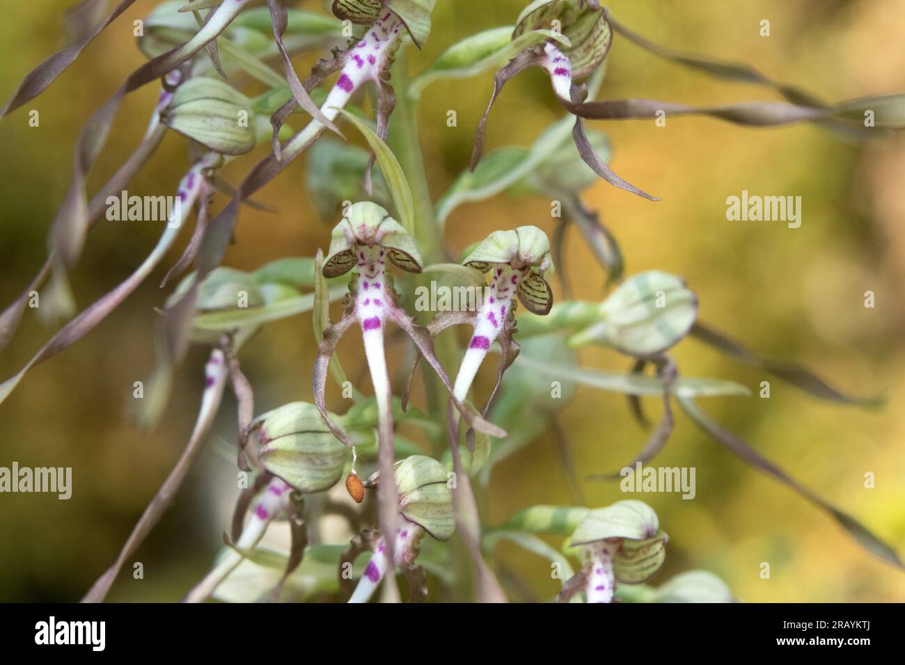 Lizard orchid plant hi-res stock photography and images - Alamy