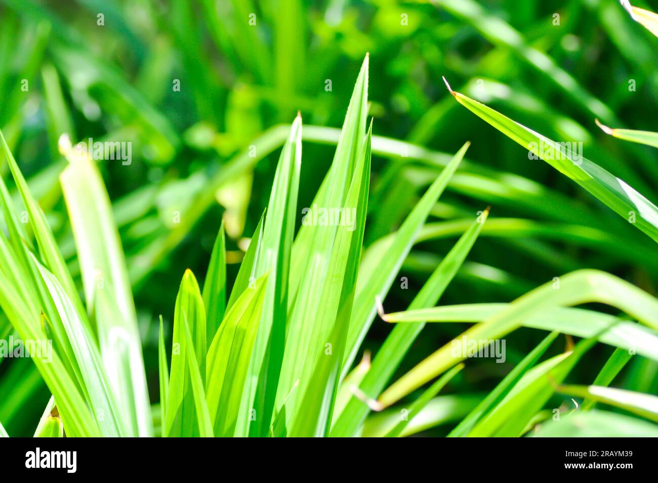 Pandan plant pot hi-res stock photography and images - Alamy