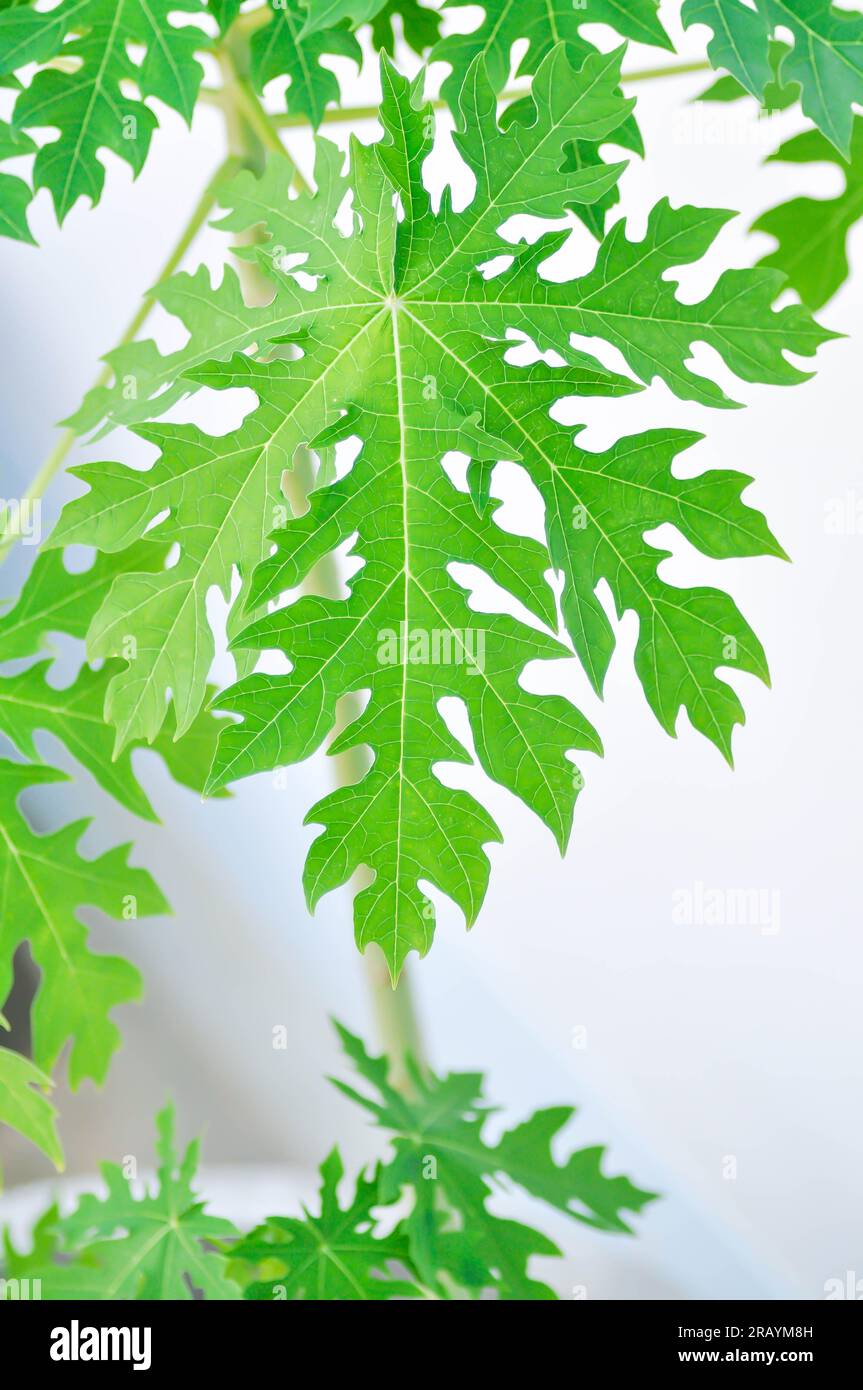Melan tree hi-res stock photography and images - Alamy