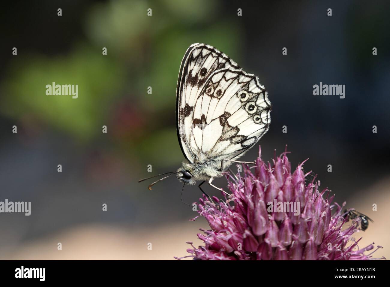 Marbled White Butterfly (Melanargia galathea Stock Photo - Alamy