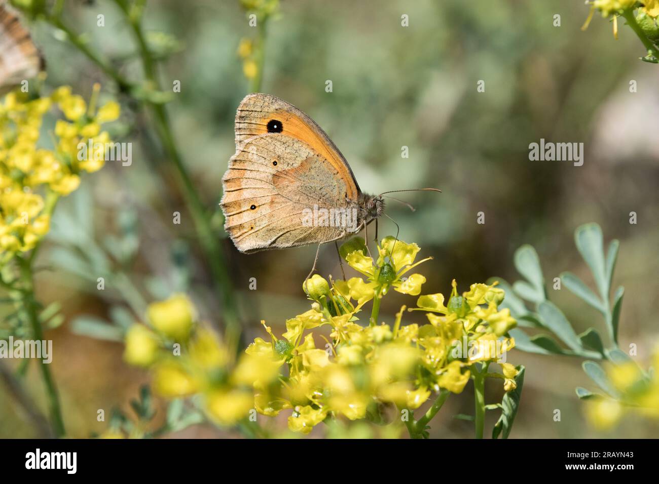 Gatekeeper (Pyronia tithonus) Butterfly, also known as the Hedge Brown ...