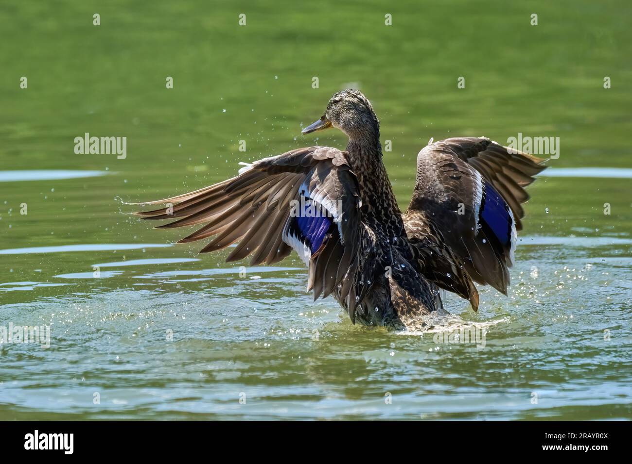 Female mallard duck rising hi-res stock photography and images - Alamy